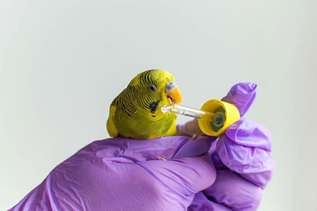 Bird Supplies and Accessories – Petland Carmel, IN