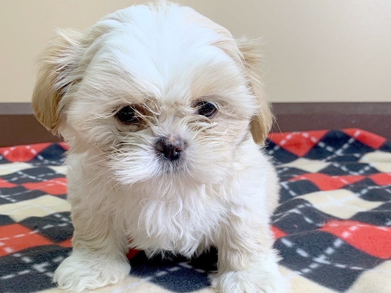 Shih Tzu Puppy CREAM WHITE ID:9 Located at Petland Carmel, IN