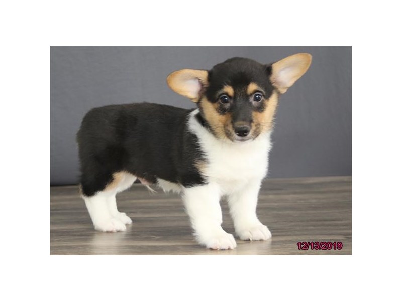 Pembroke Welsh Corgi Puppy Black / White ID:142 Located at Petland ...