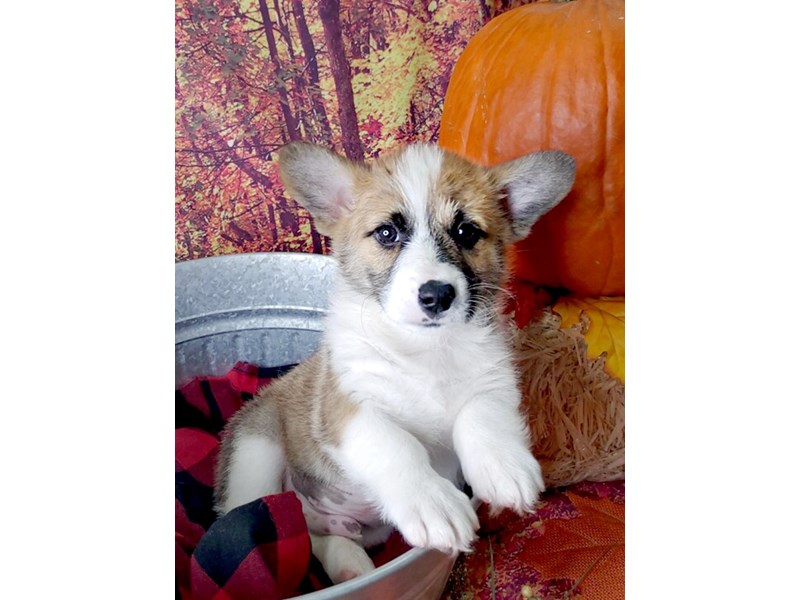 Pembroke Welsh Corgi Puppy SABLE WHITE ID:545 Located at Petland Carmel, IN