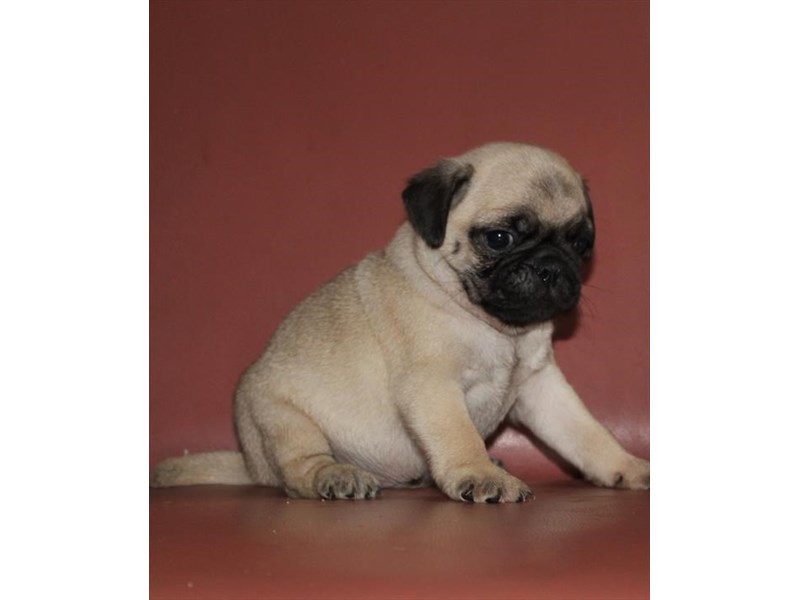 Pug Puppy Fawn ID:714 Located at Petland Carmel, IN