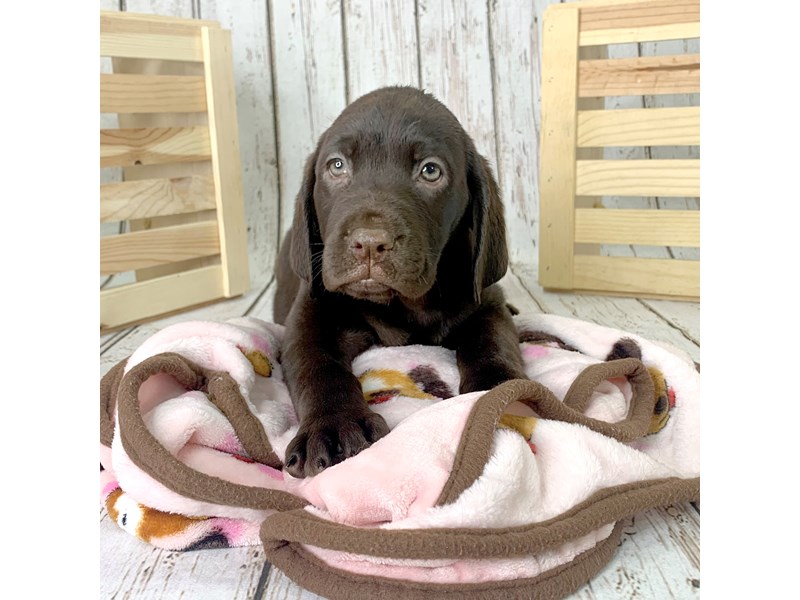 Labrador Retriever-DOG-Male-Chocolate-3076804-Petland Carmel, IN