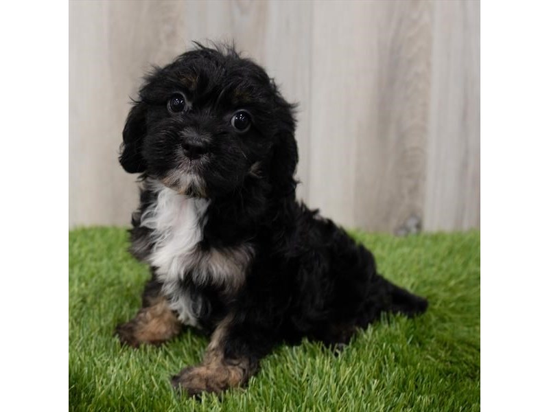 Cavapoo – Petland Carmel, IN
