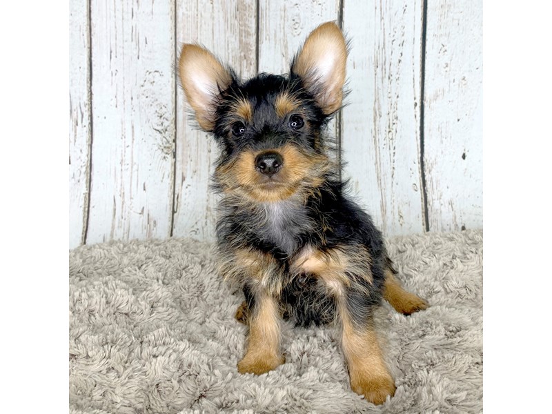 Silky Terrier – Petland Carmel, IN
