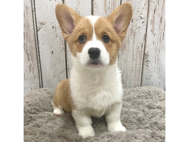 Pembroke Welsh Corgi Puppy Sable / White ID:1551 Located at Petland ...