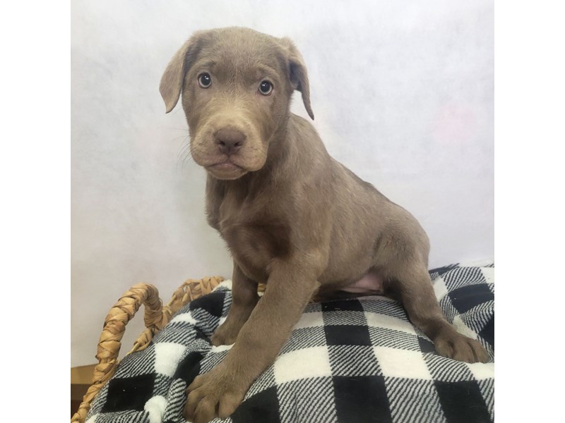 Labrador Retriever – Petland Carmel, IN