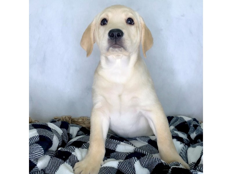 Labrador Retriever – Petland Carmel, IN