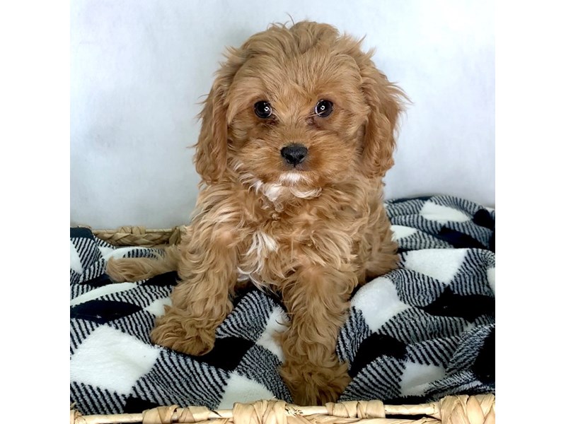 Cavapoo Puppy Red ID:1699 Located at Petland Carmel, IN