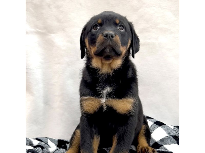 Rottweiler Puppy Black / Rust ID:1805 Located at Petland Carmel, IN