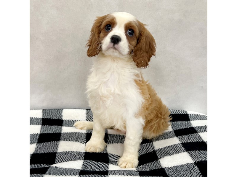 Cavalier King Charles Spaniel – Maximus (Max) – Petland Carmel, IN