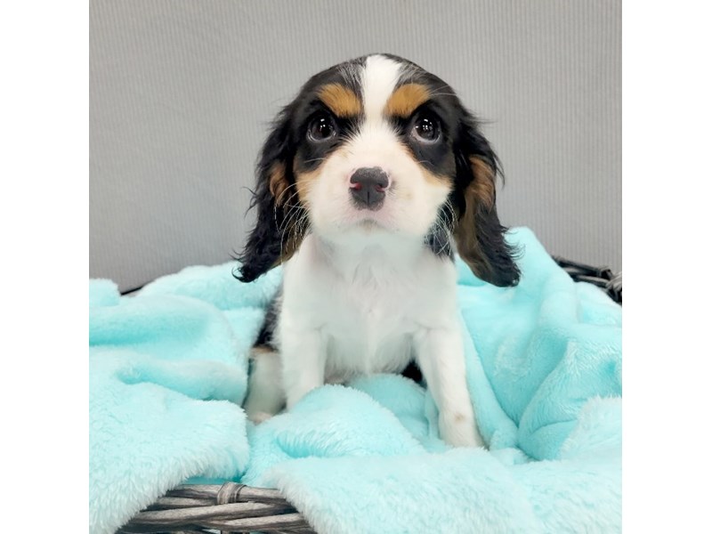 Cavalier King Charles Spaniel – Maximus (Max) – Petland Carmel, IN