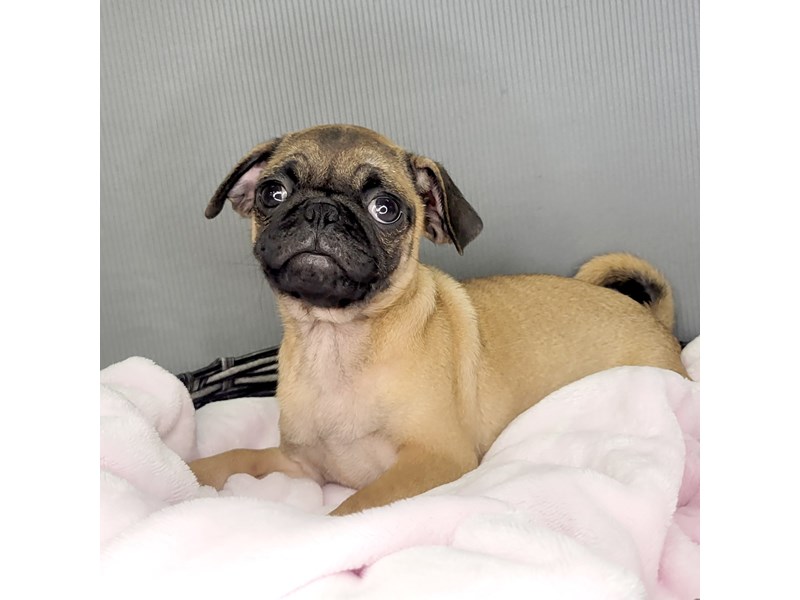 Pug – Petland Carmel, IN