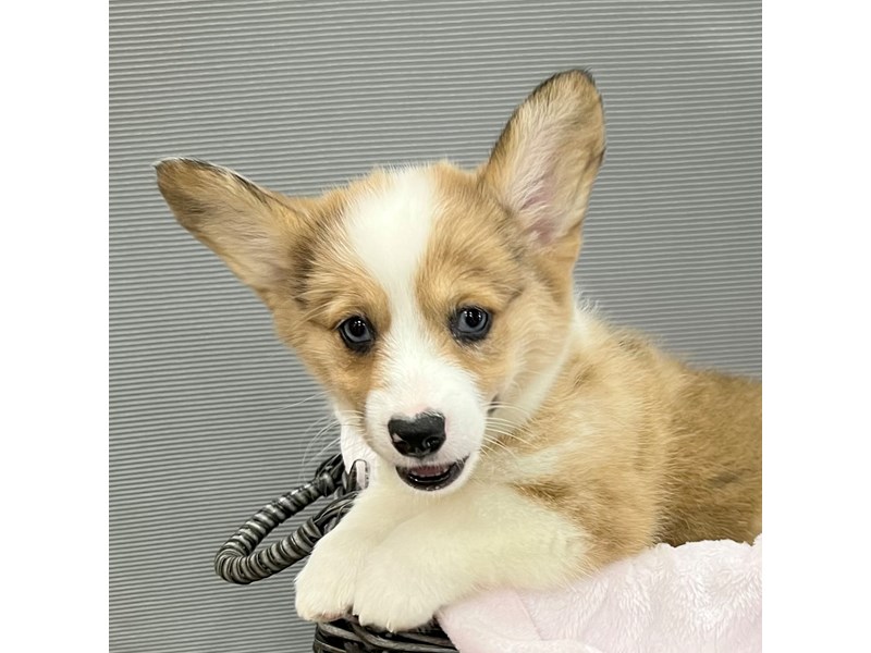 Pembroke Welsh Corgi – Petland Carmel, IN