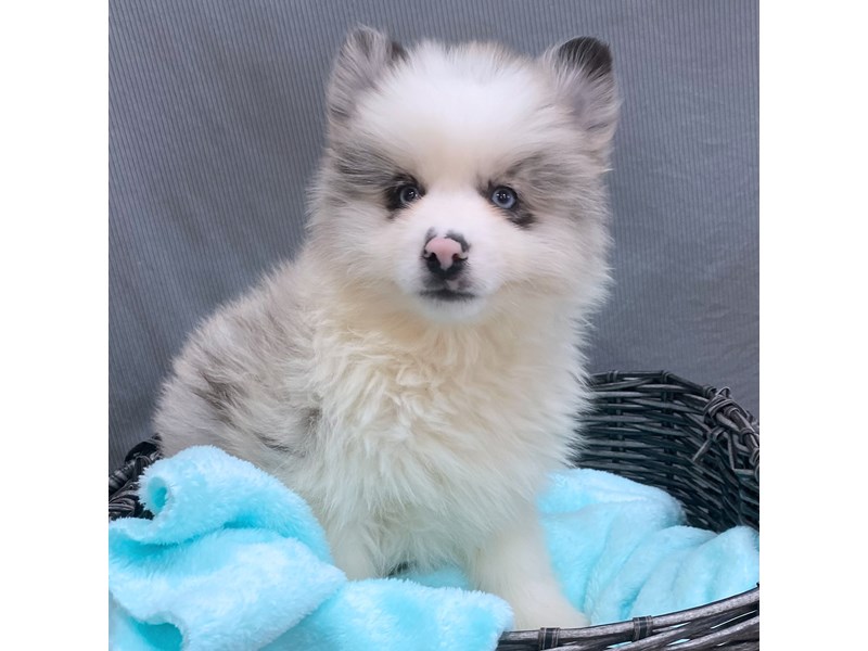 Pomsky – Petland Carmel, IN
