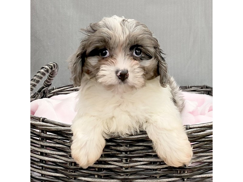 Cavapoo Puppy Blue Merle ID:2146 Located at Petland Carmel, IN