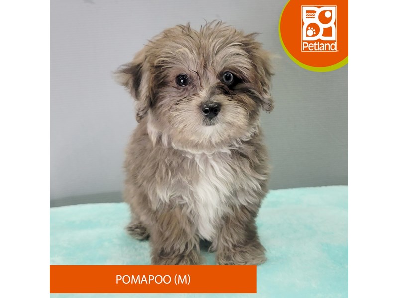 Pomapoo – Petland Carmel, IN