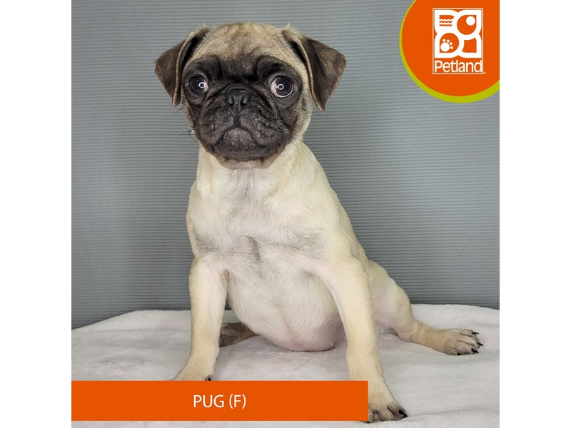 Pug – Petland Carmel, IN