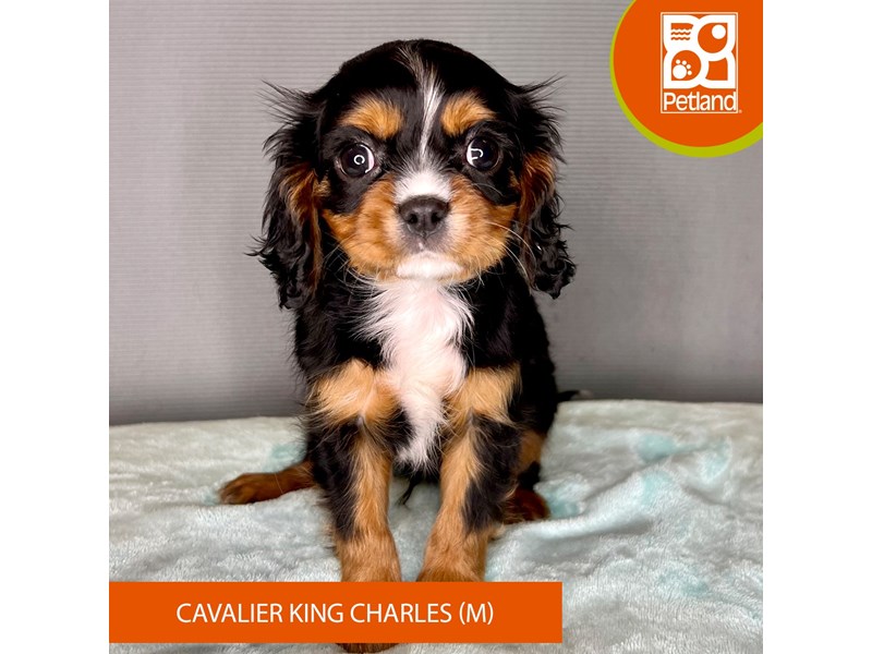 Cavalier King Charles Spaniel – Maximus (Max) – Petland Carmel, IN