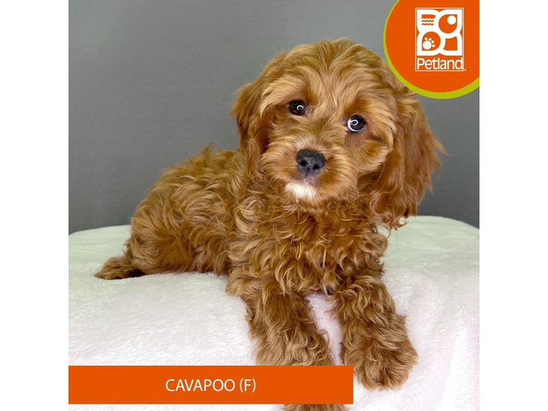 Cavapoo-DOG-Female-Red-3956487-Petland Carmel, IN
