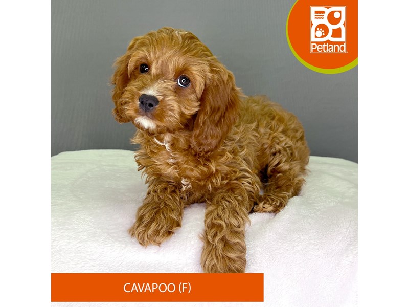 Cavapoo – Petland Carmel, IN