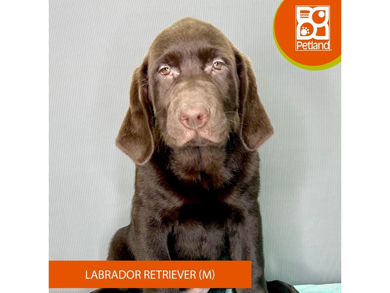 Labrador Retriever – Petland Carmel, IN