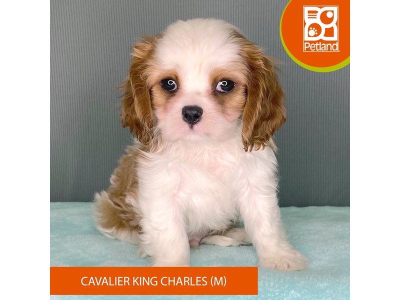 Cavalier King Charles Spaniel – Maximus (Max) – Petland Carmel, IN