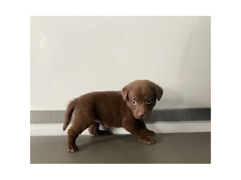Labrador Retriever-DOG-Female-Chocolate-3925112-Petland Carmel, IN