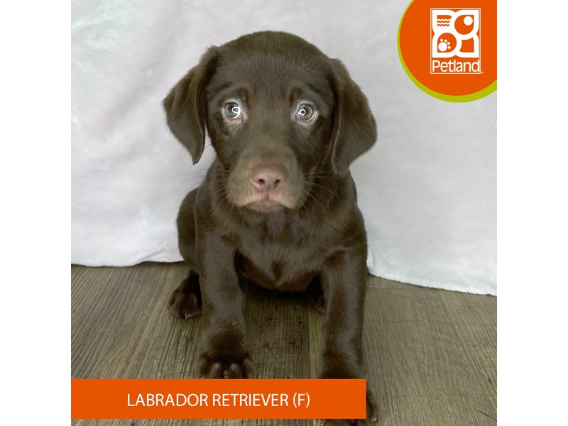 Labrador Retriever Puppies - Breed Info - Petland Carmel, IN