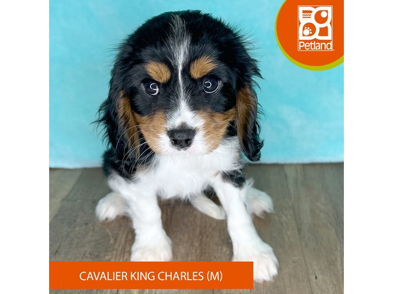 Cavalier King Charles Spaniel – Maximus (Max) – Petland Carmel, IN
