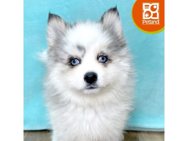 Pomsky-DOG-Male-Black and Tan-2595607-Petland Carmel, IN