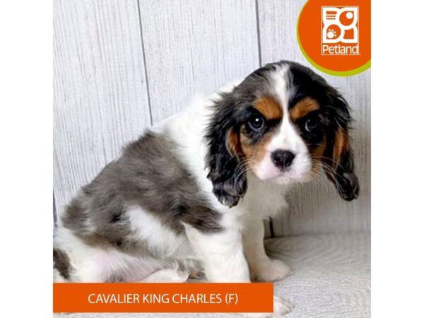 Available Pets - Petland Carmel, IN