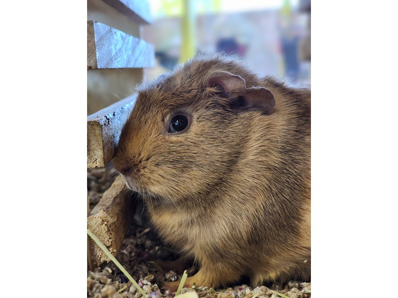 Guinea Pig - Petland Carmel, IN